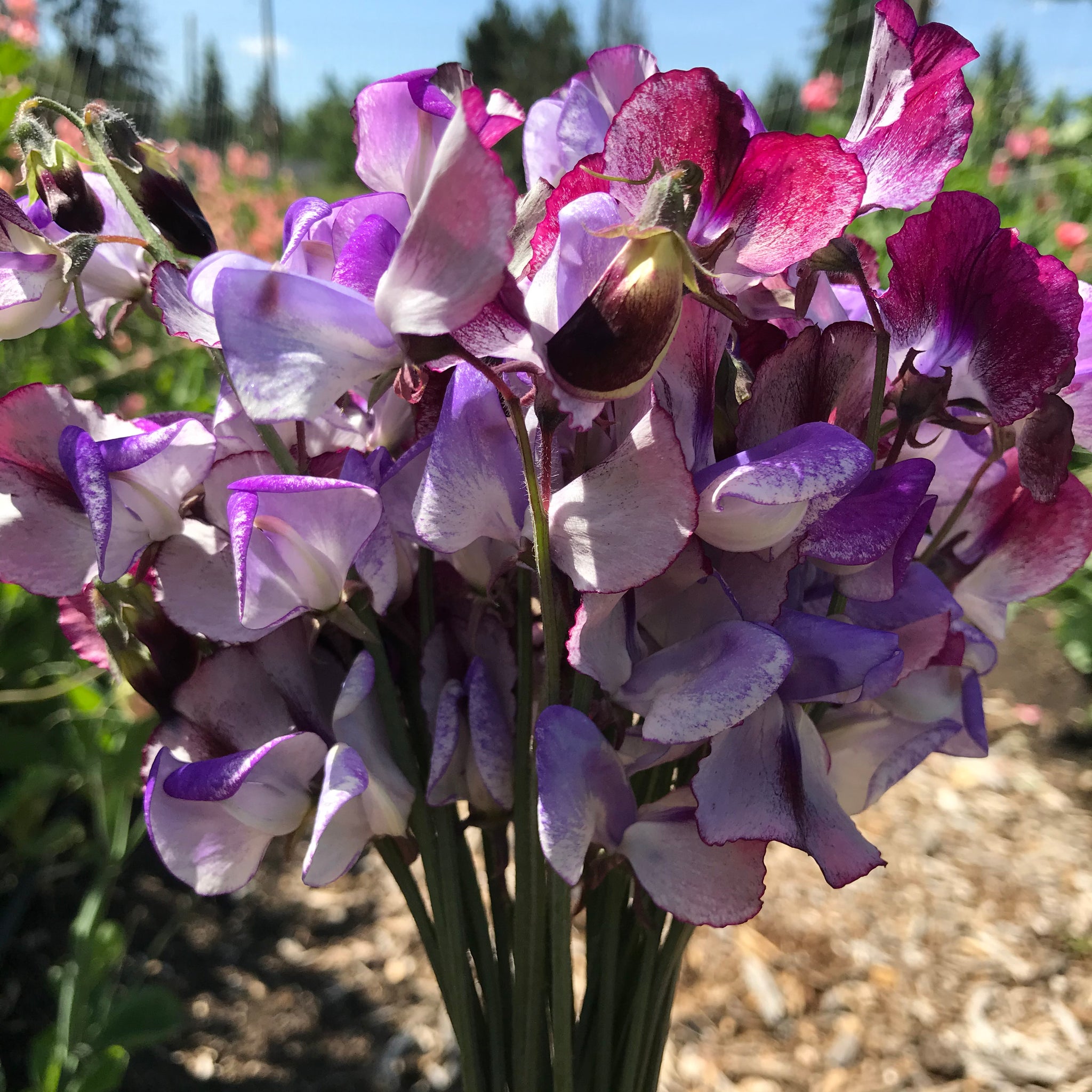 Sweet Pea 'Three Times As Sweet' | Striped Grandiflora
