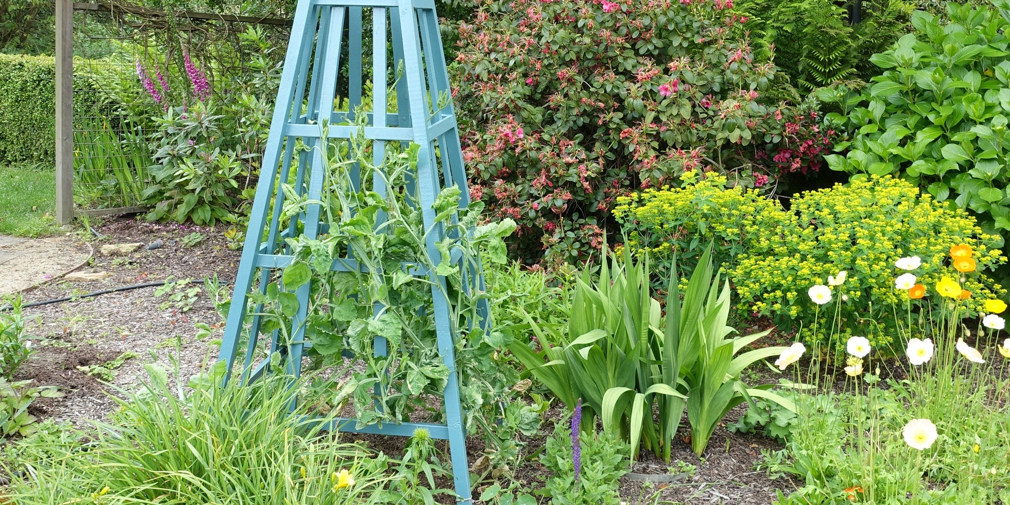 Guide to Using Obelisks for Sweet Peas: Tips for Securing and Training