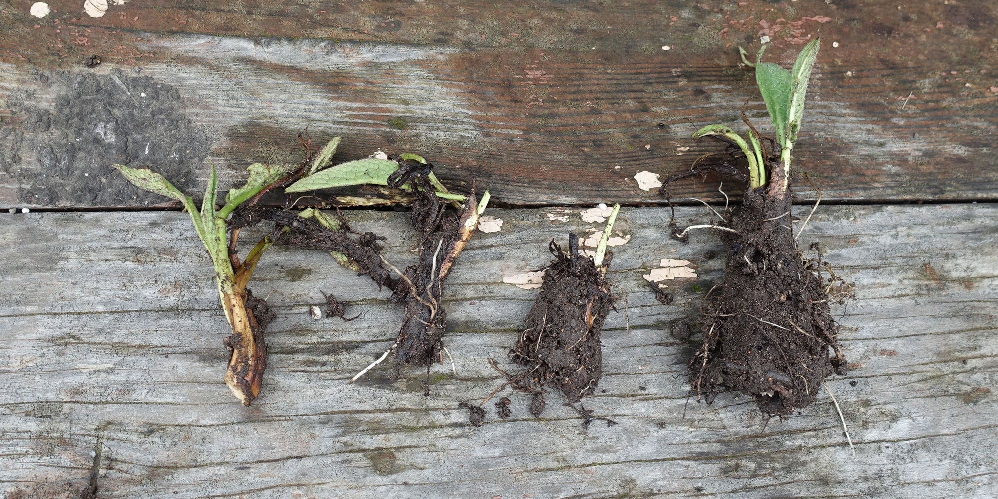 How to Grow Comfrey: Essential Tips for Using Comfrey as a Nutrient ...