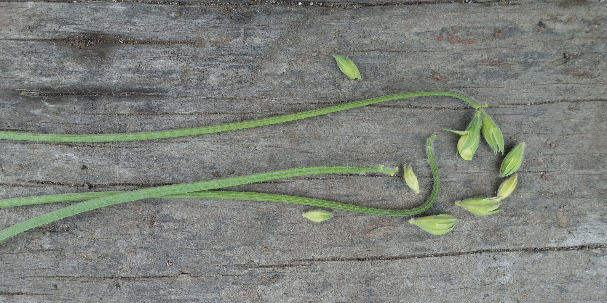 Why Are My Sweet Pea Buds Falling Off? Causes and Solutions for Bud Drop