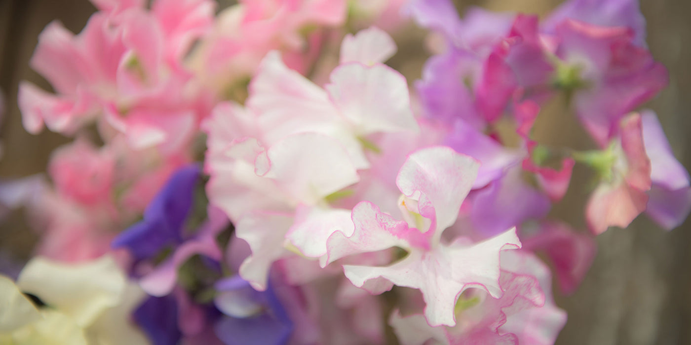 Explore Different Types of Sweet Peas