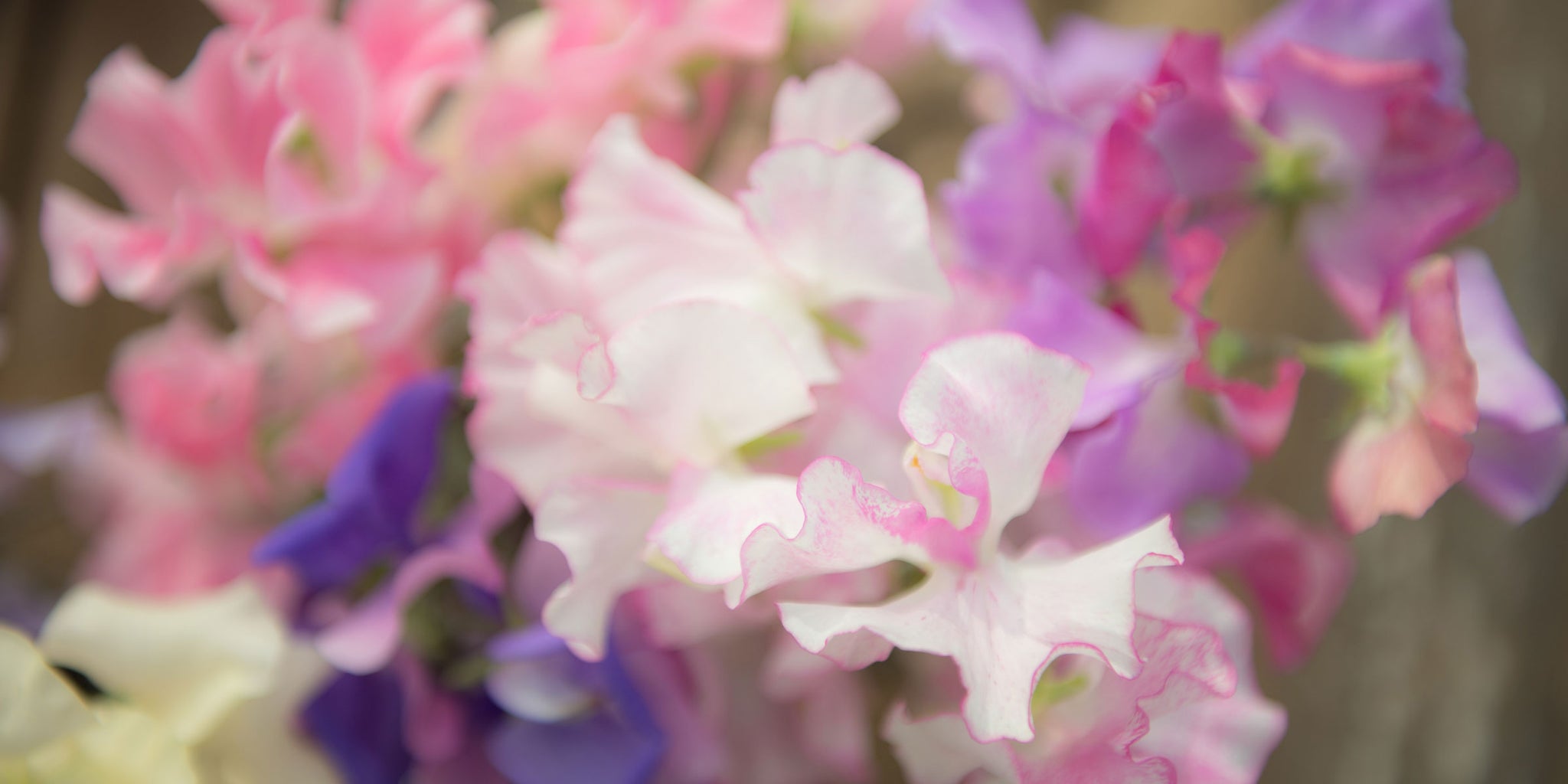 Types Of Sweet Pea Flower Sweet Pea 'Union Blooms' Seeds | Thompson