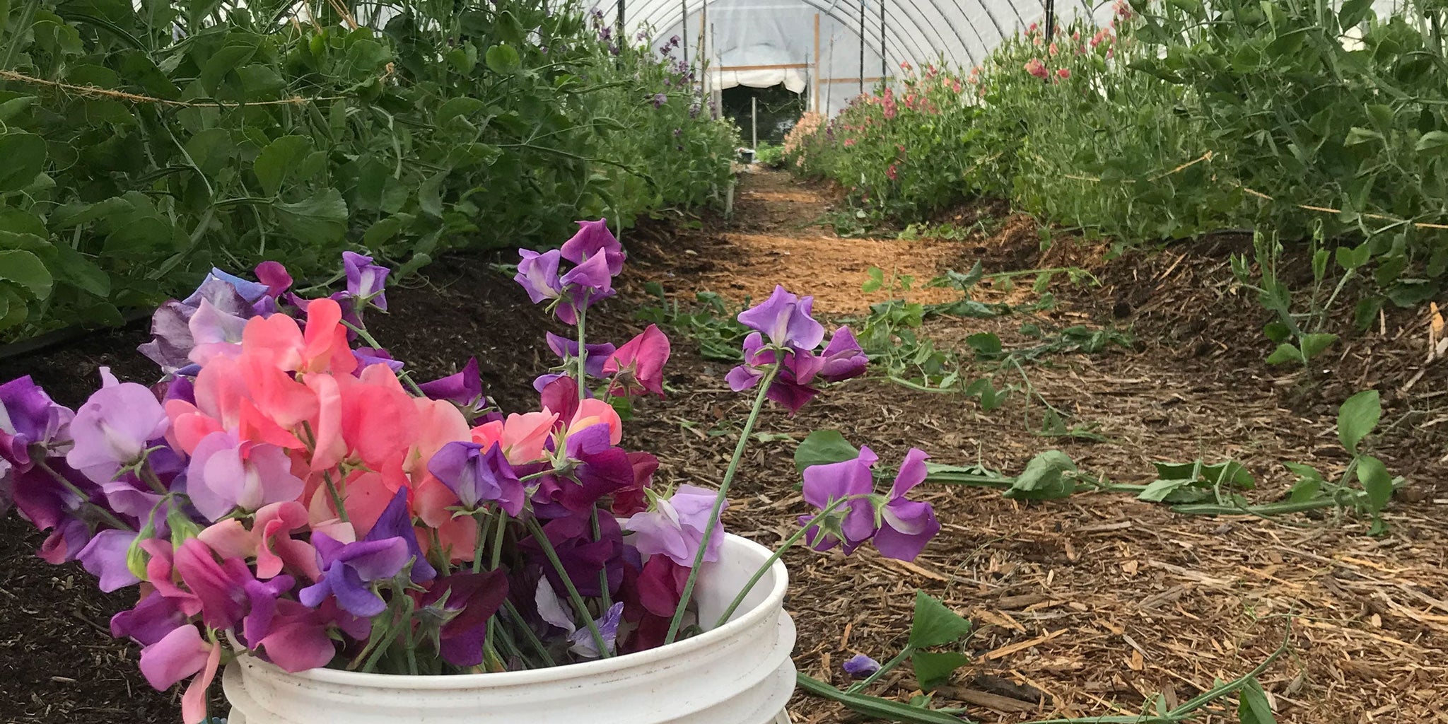 Why I Rogue Sweet Peas: Ensuring True-to-Type, Hand-Harvested Seed