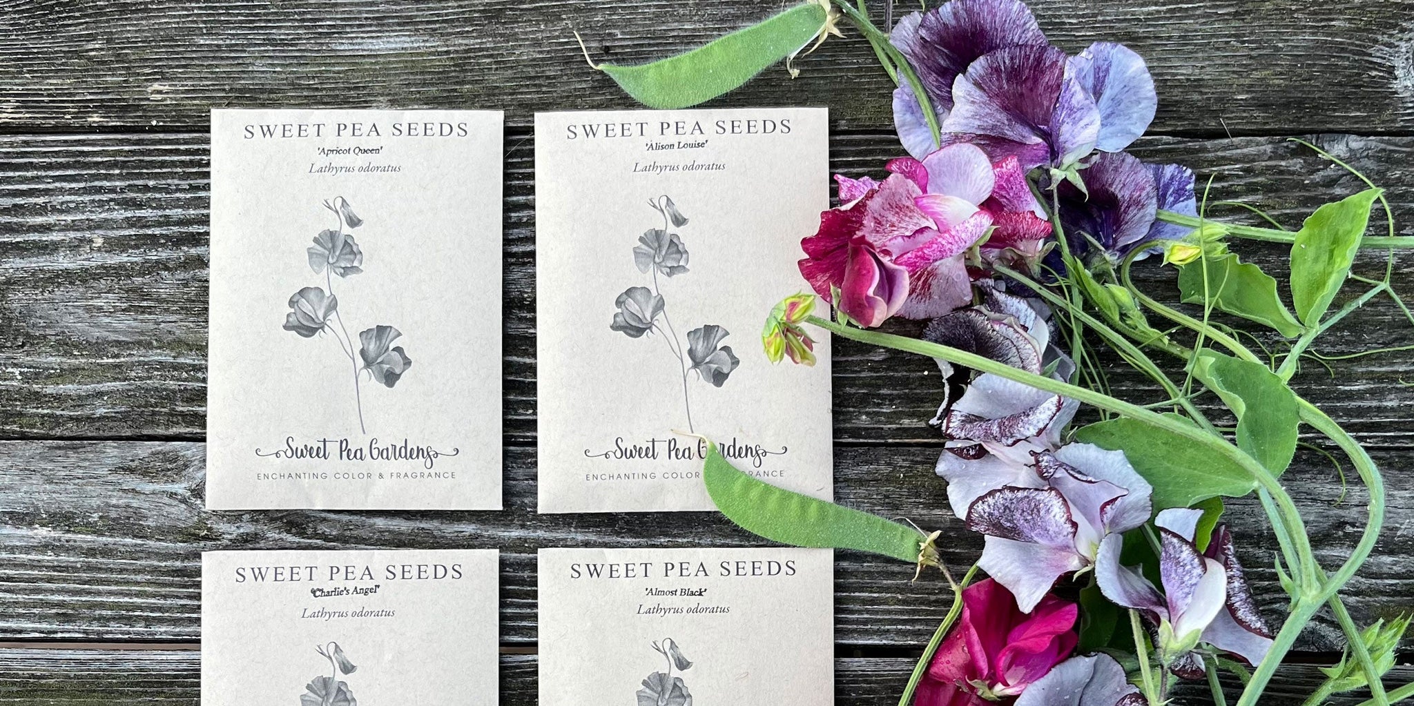 Best Places to Buy Sweet Pea Seeds: Trusted Growers & Varieties to Try