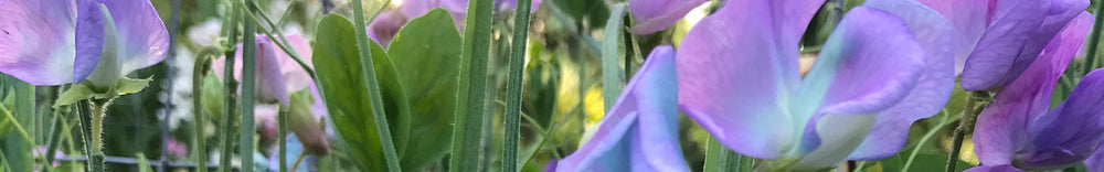 Keith Hammett Sweet Peas