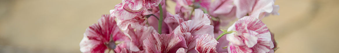 Striped and Flaked Sweet Peas