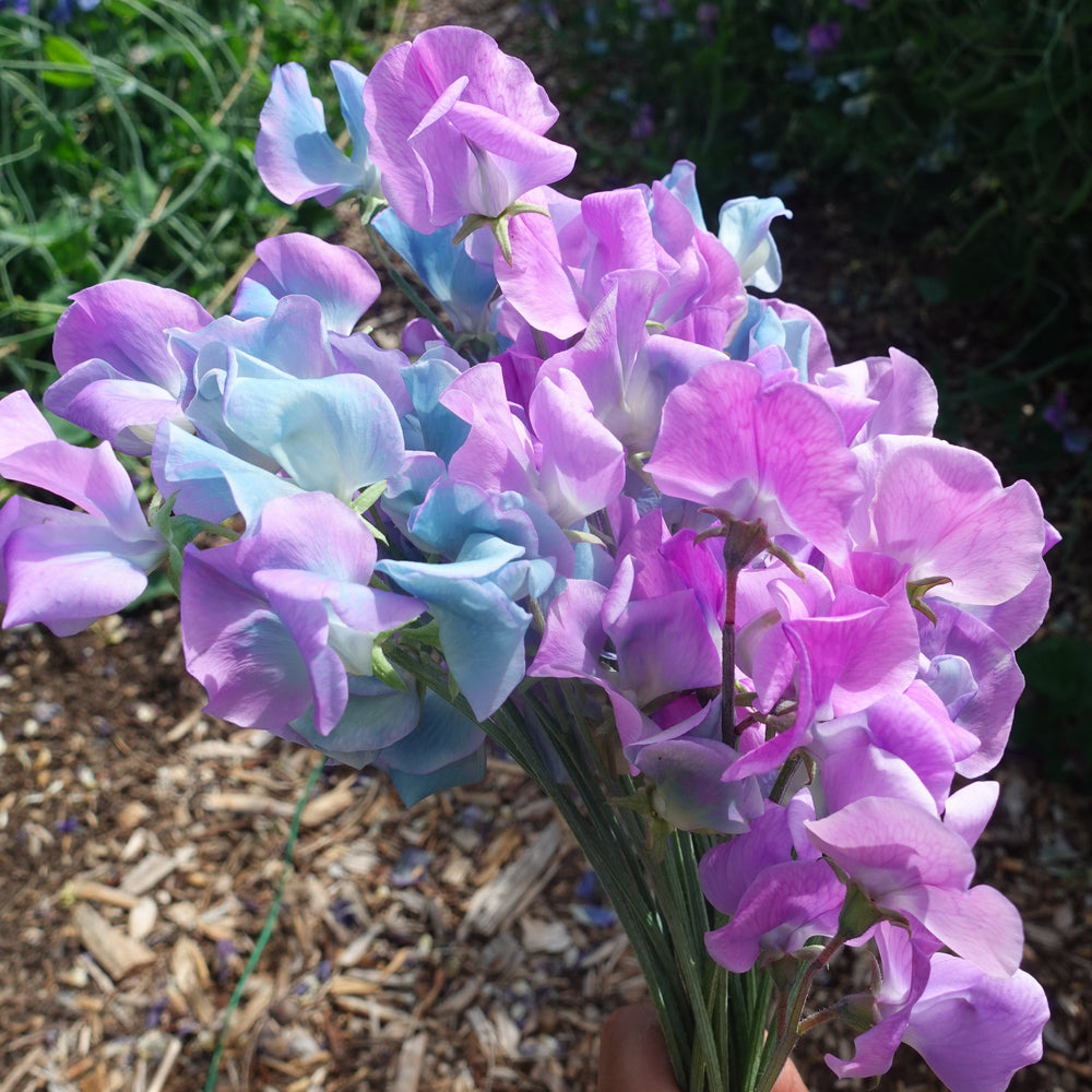 Sweet Pea Seeds | Lathyrus Odoratus | New for 2025