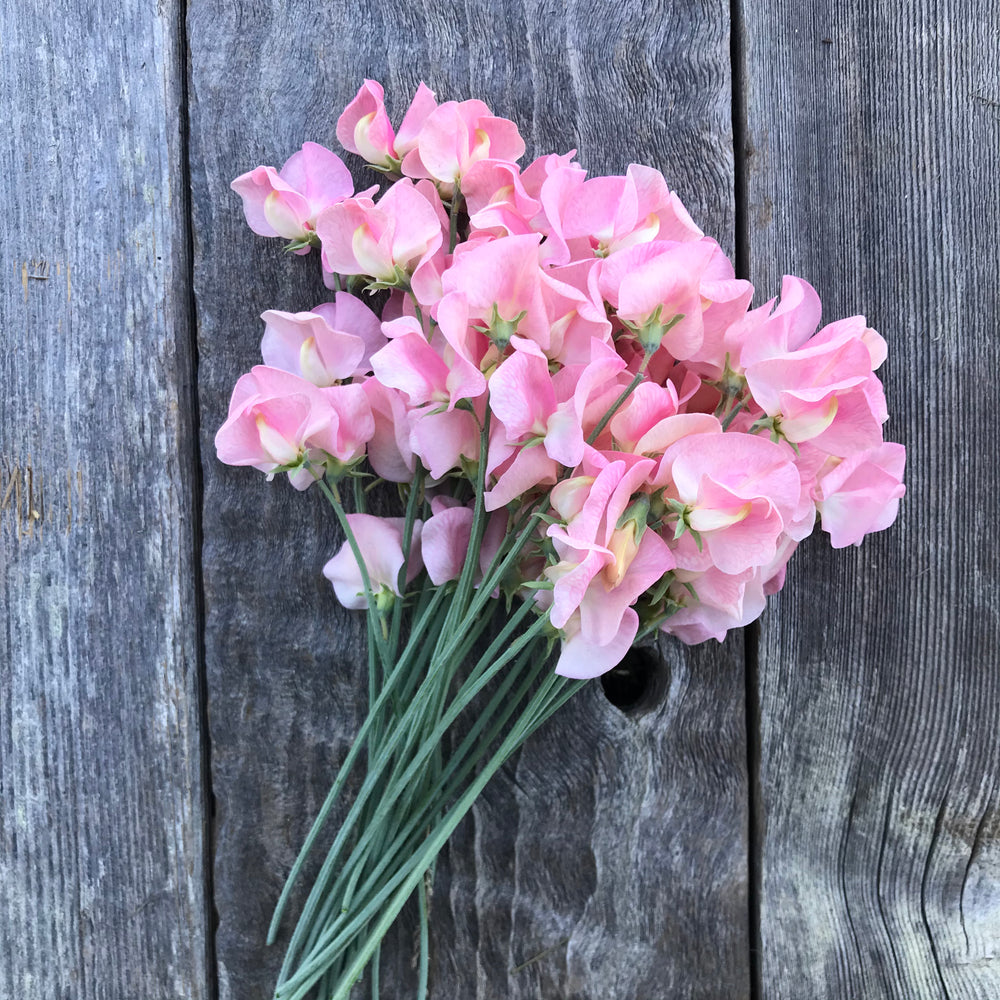 Emily Sweet Pea Seeds | Dusky Rose-Pink Fragrant Blooms