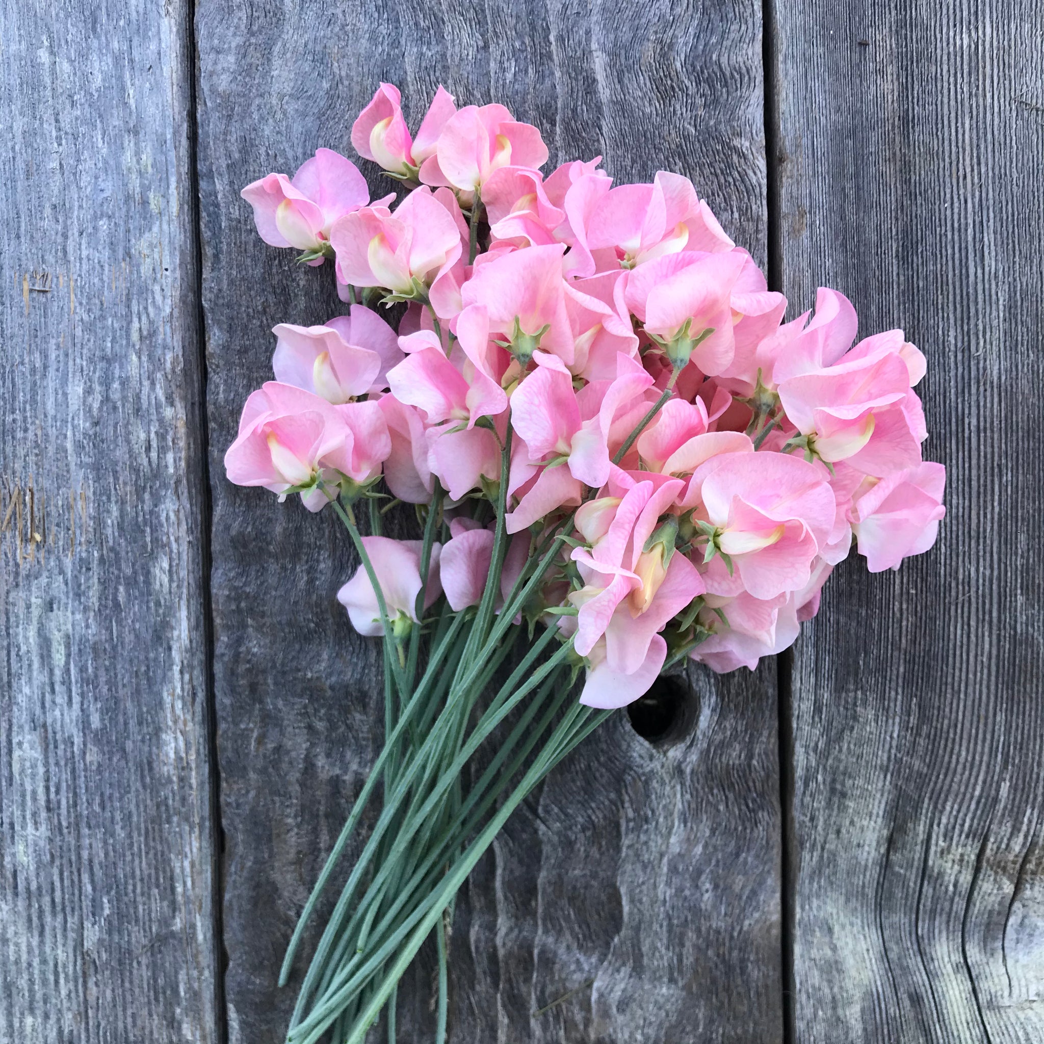 Emily Sweet Pea Seeds | Dusky Rose-Pink Fragrant Blooms