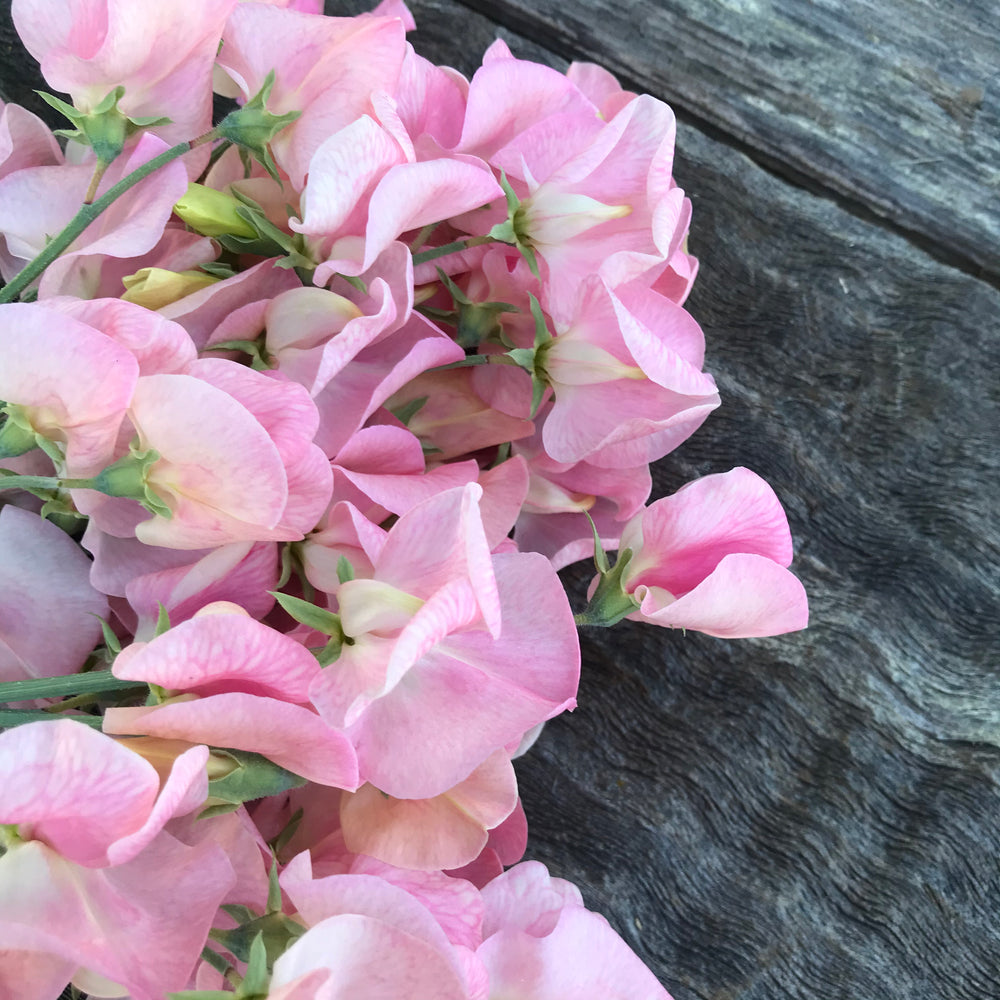 Emily Sweet Pea Seeds | Dusky Rose-Pink Fragrant Blooms