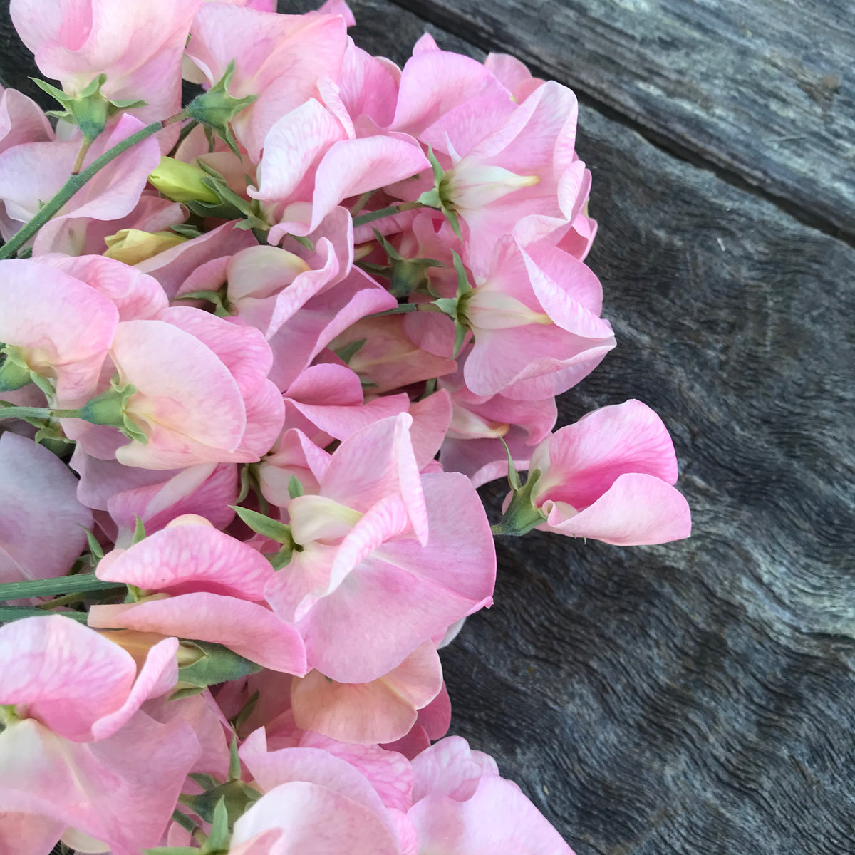 Emily Sweet Pea Seeds | Dusky Rose-Pink Fragrant Blooms