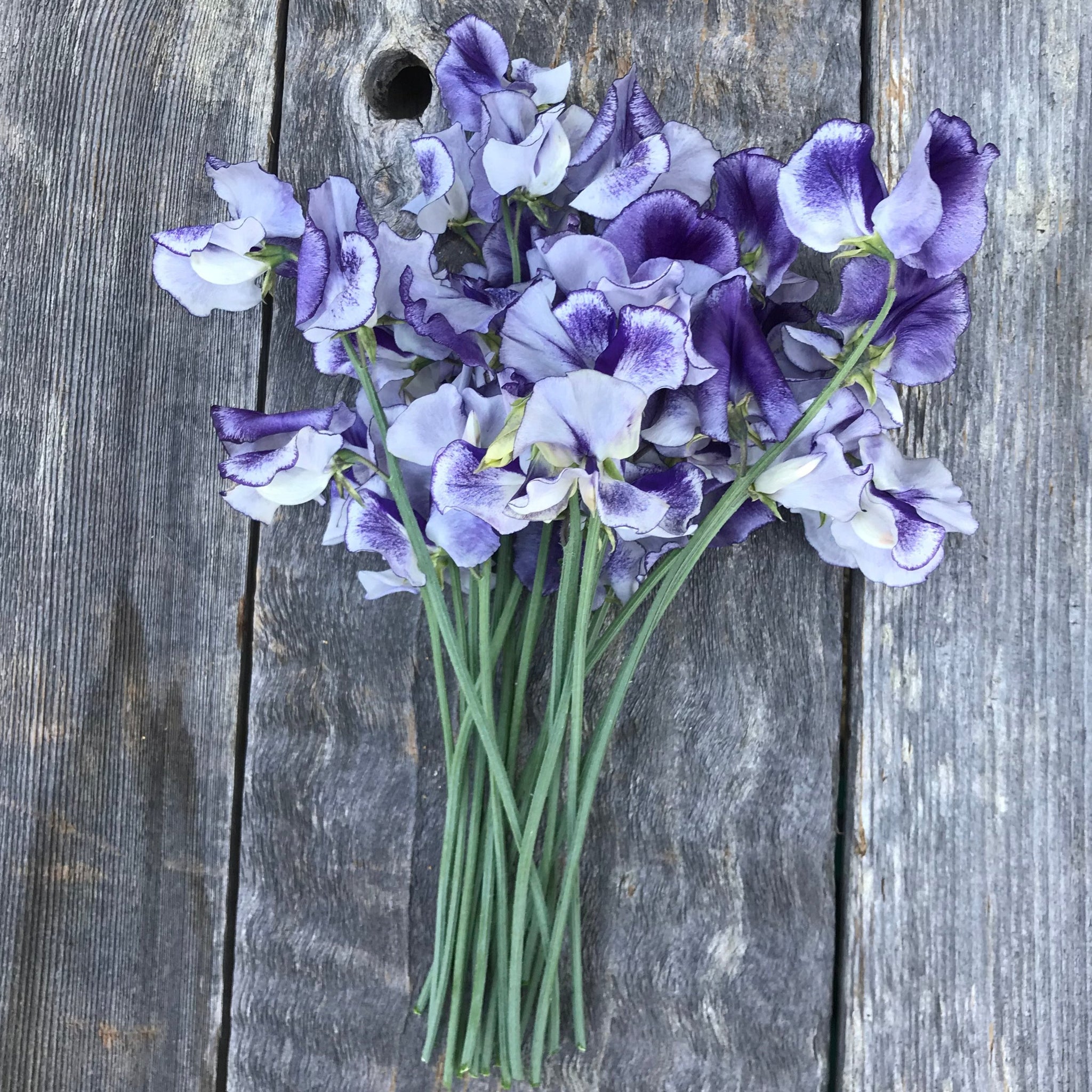 Sweet Pea 'Frances Kate' | Navy Striped Spencer Cultivar