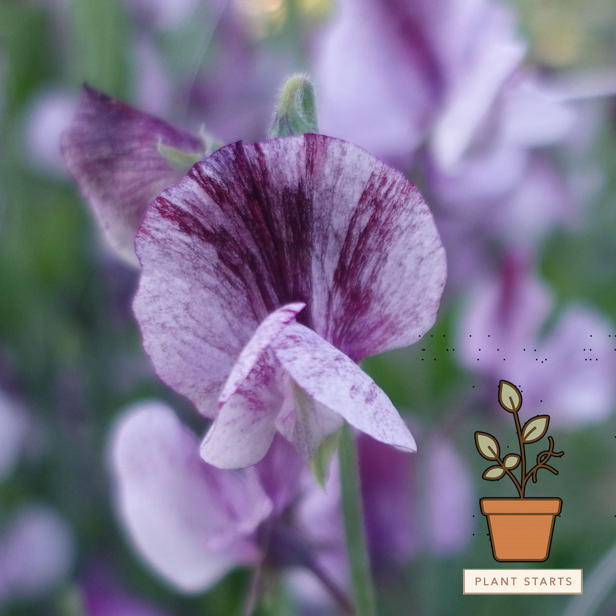 Senator Sweet Pea Plant Starts | Classic Grandiflora Pre-Order