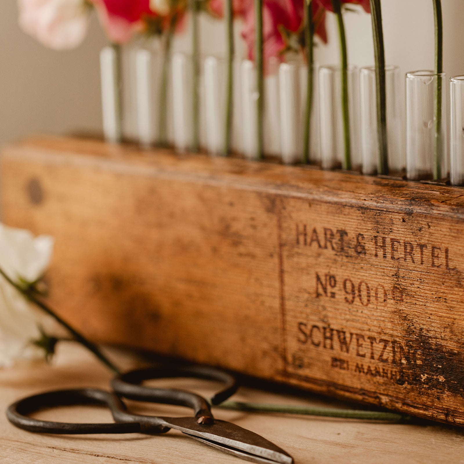 Sweet Pea Kings Ransom Seeds