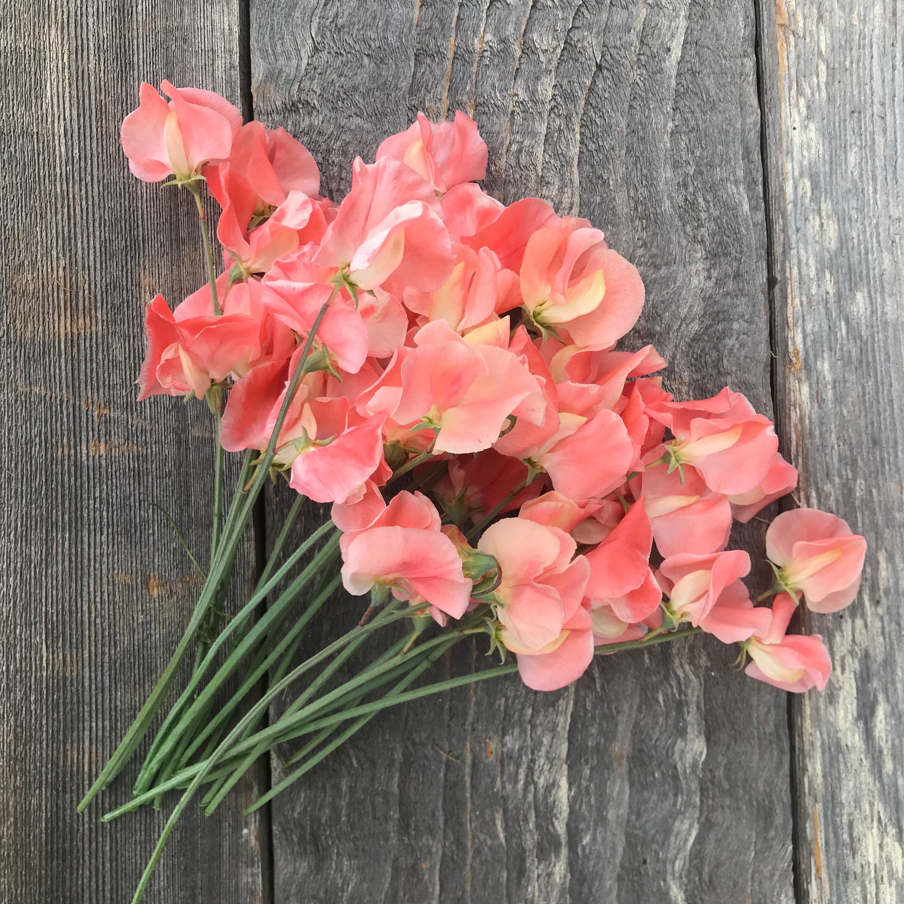 Sweet Pea Gardens | Premium Fragrant & Heirloom Sweet Pea Seeds
