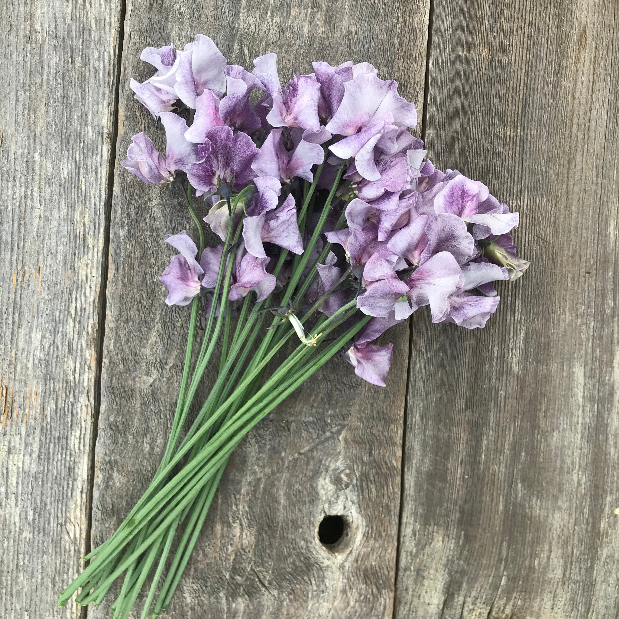 David Tostevin Sweet Pea Seeds – Rare Dappled Variety | Hand-Grown ...