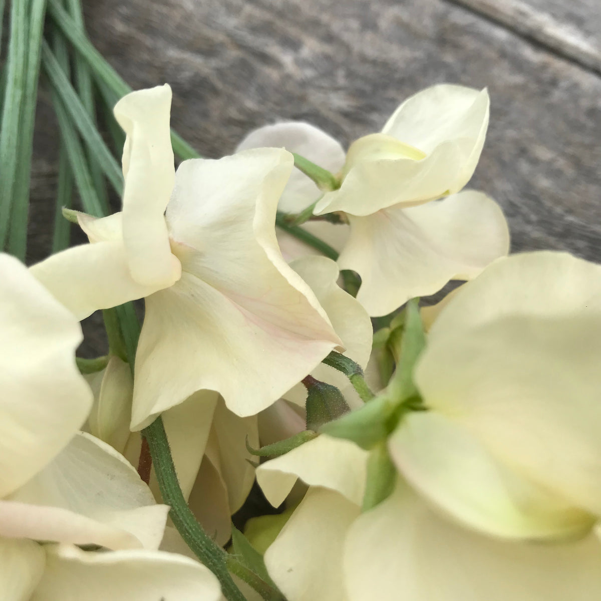 Sweet Pea Gardens | Premium Fragrant & Heirloom Sweet Pea Seeds