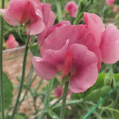 Sweet Pea Kings Ransom Seeds