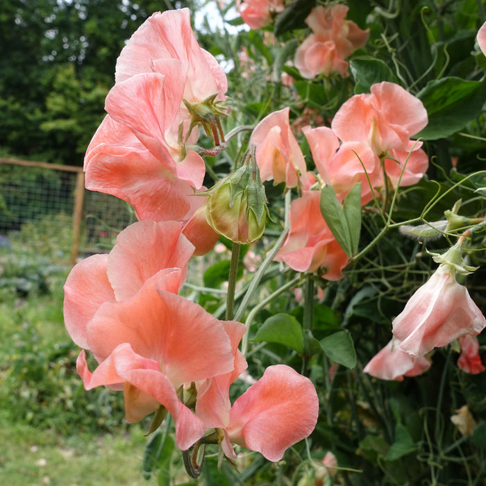 Sweet Pea Gardens | Premium Fragrant & Heirloom Sweet Pea Seeds