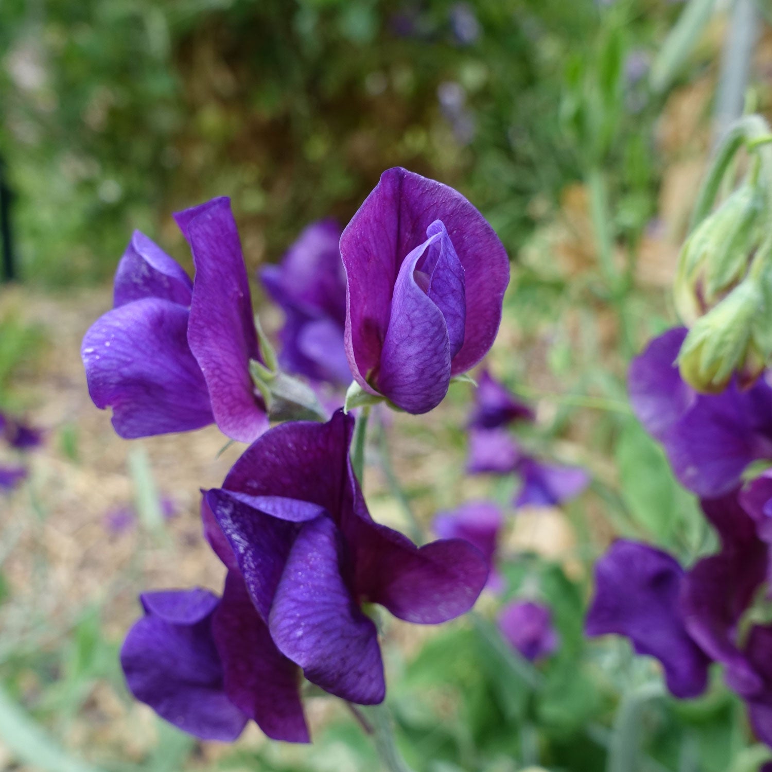 Sweet Pea 'Blue Velvet' | Dark Blue Spencer Cultivar