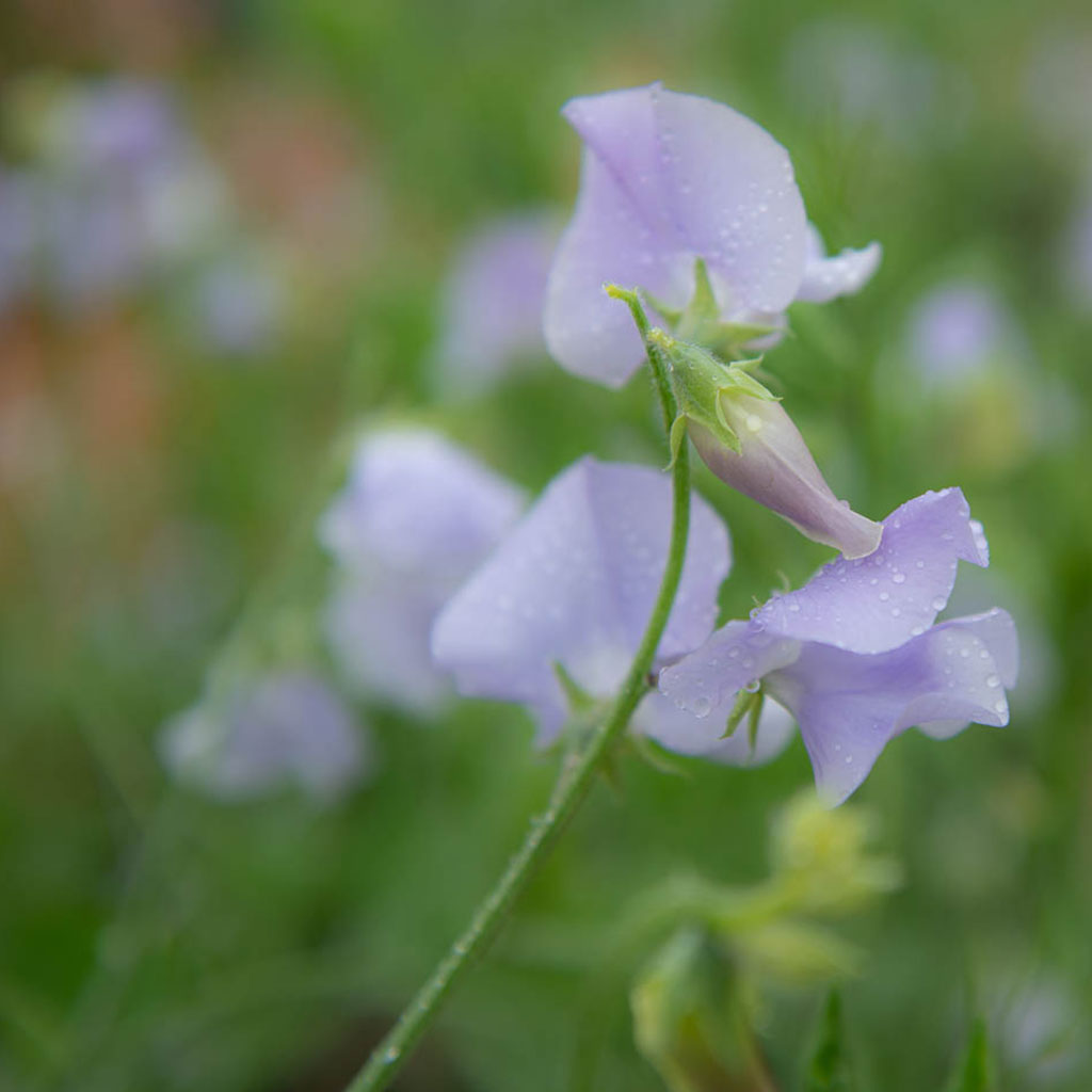 Sweet Pea 'Chelsea Centenary' | Pale Blue Spencer Cultivar