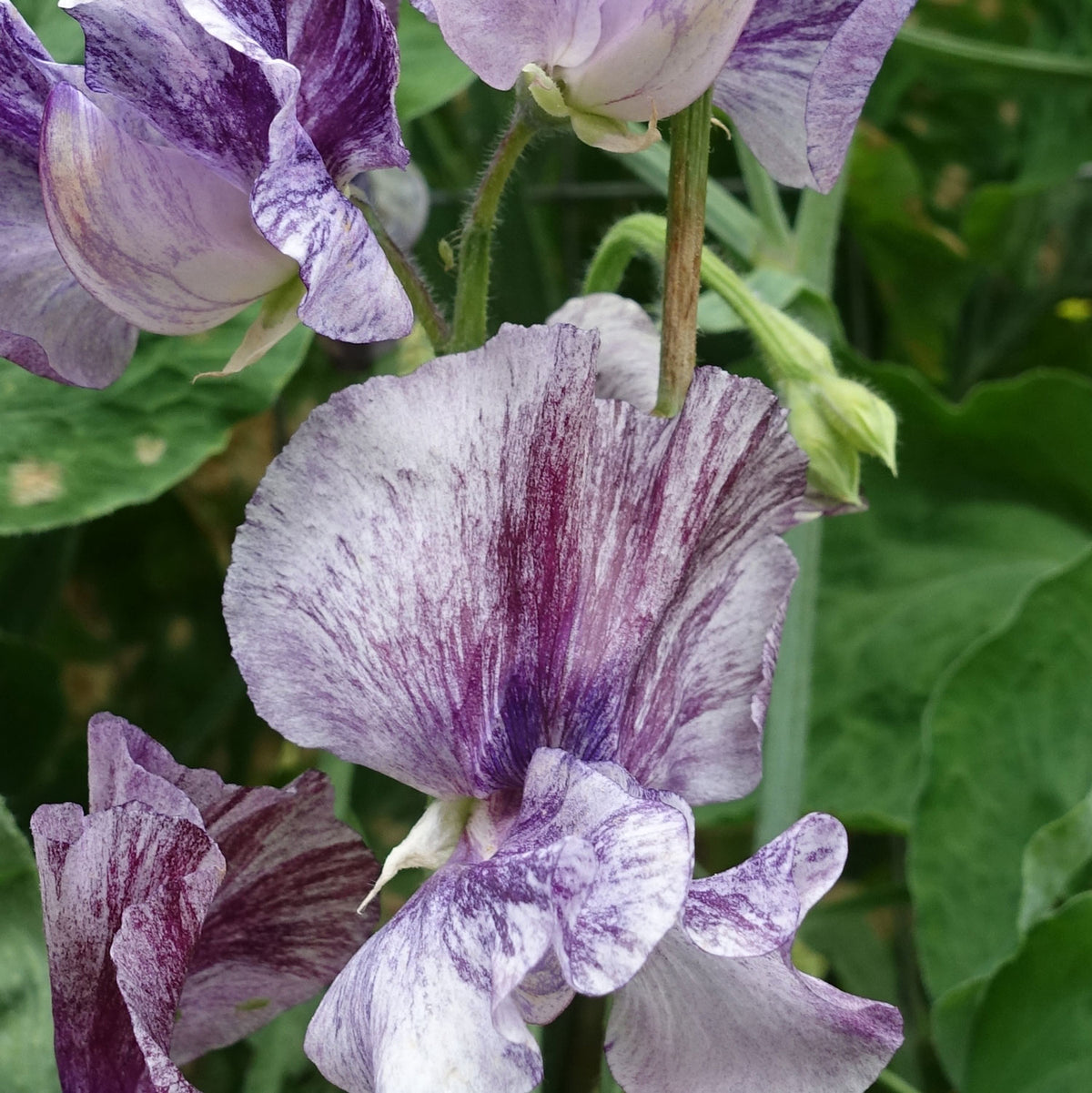 Sweet Pea Earl Grey Seeds