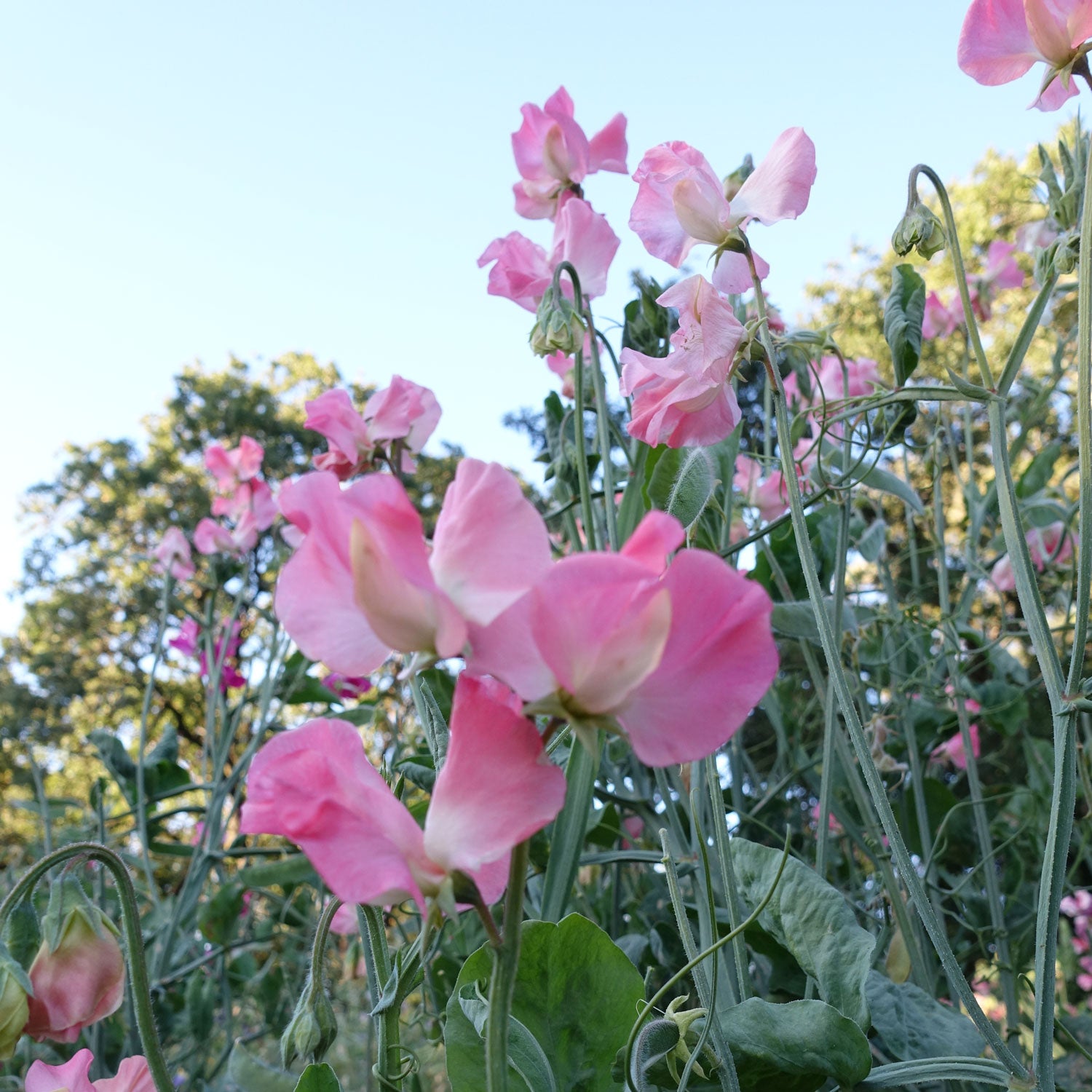 Sweet Pea Marjorie Carrier Seeds