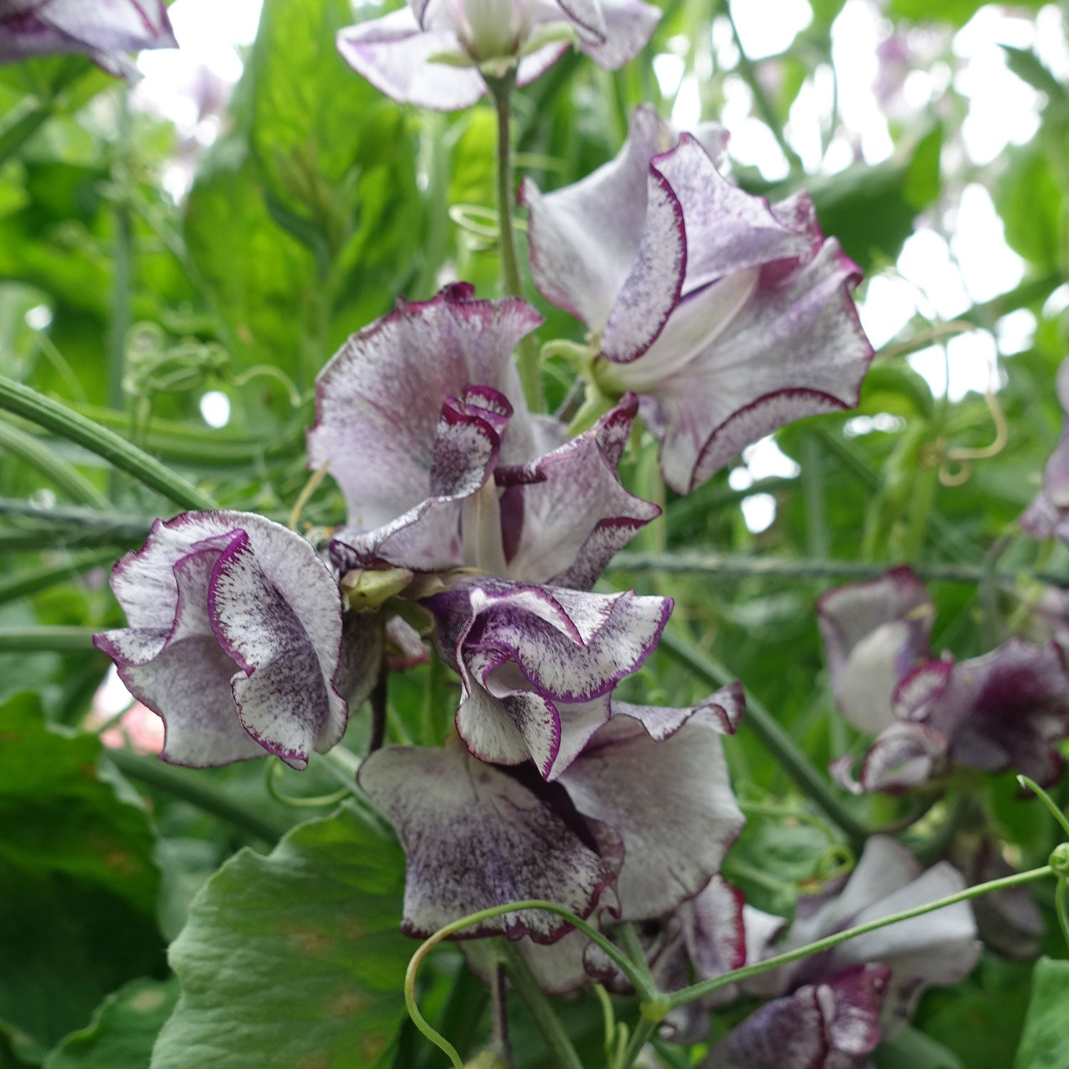 Sweet Pea Nimbus Seeds