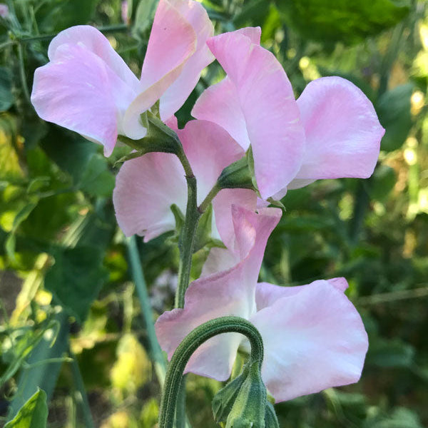 Sweet Pea Pink Pearl Seeds