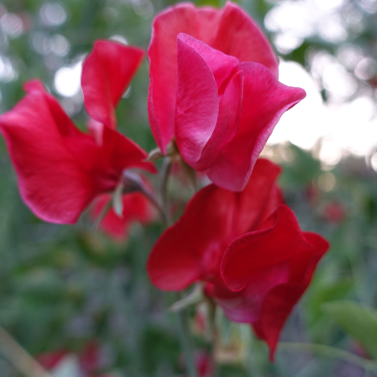 Sweet Pea Red Ace Seeds