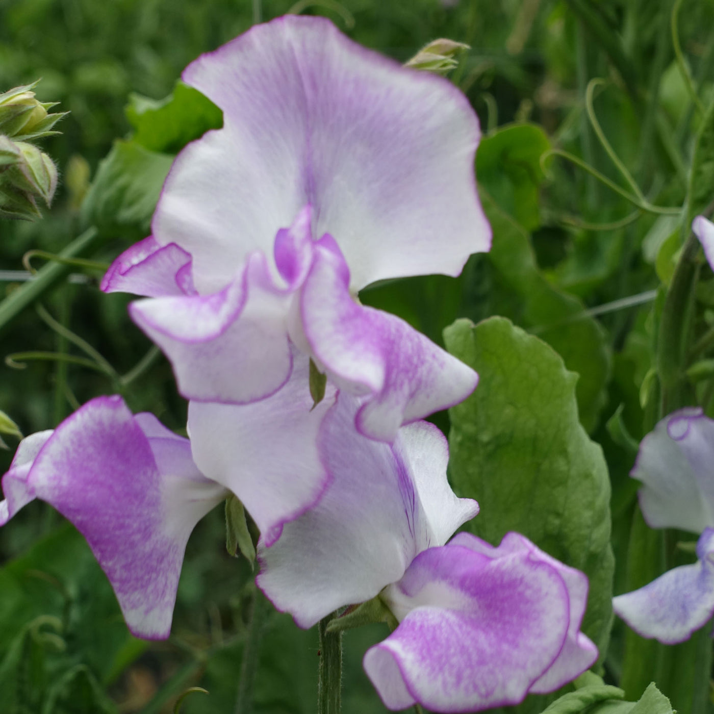 Sweet Pea Sir Jimmy Shand Seeds