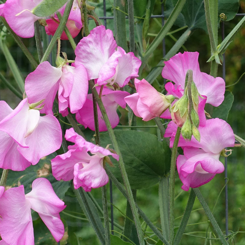 Sweet Pea Solstice Rose Pink Seeds