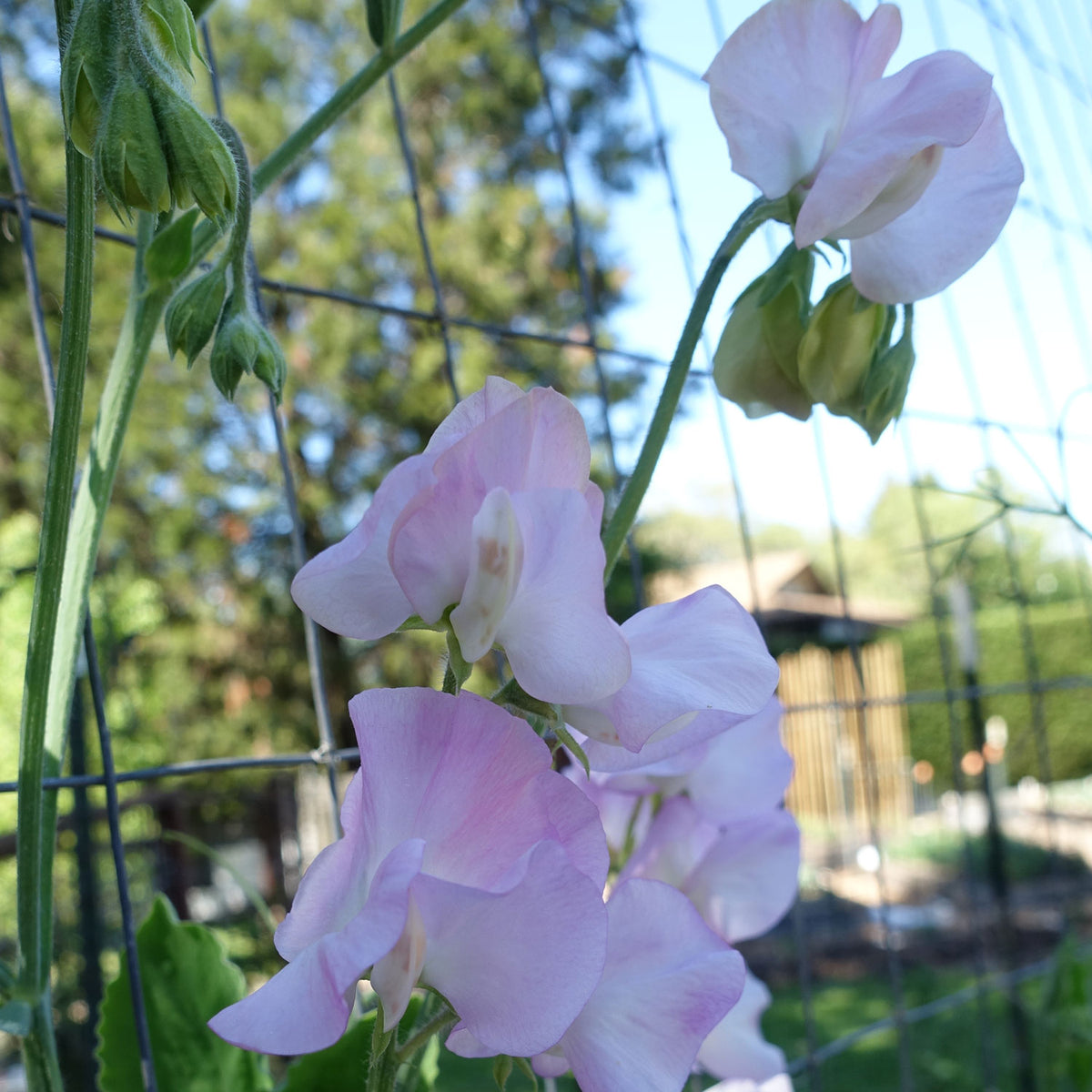 Sweet Pea Winter Sunshine Opal Seeds